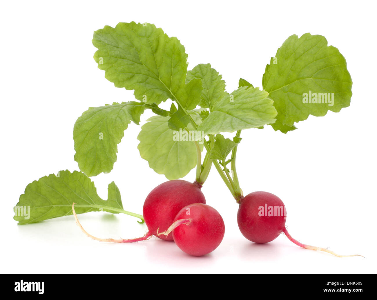 Small garden radish with leaves isolated on white background cutout ...