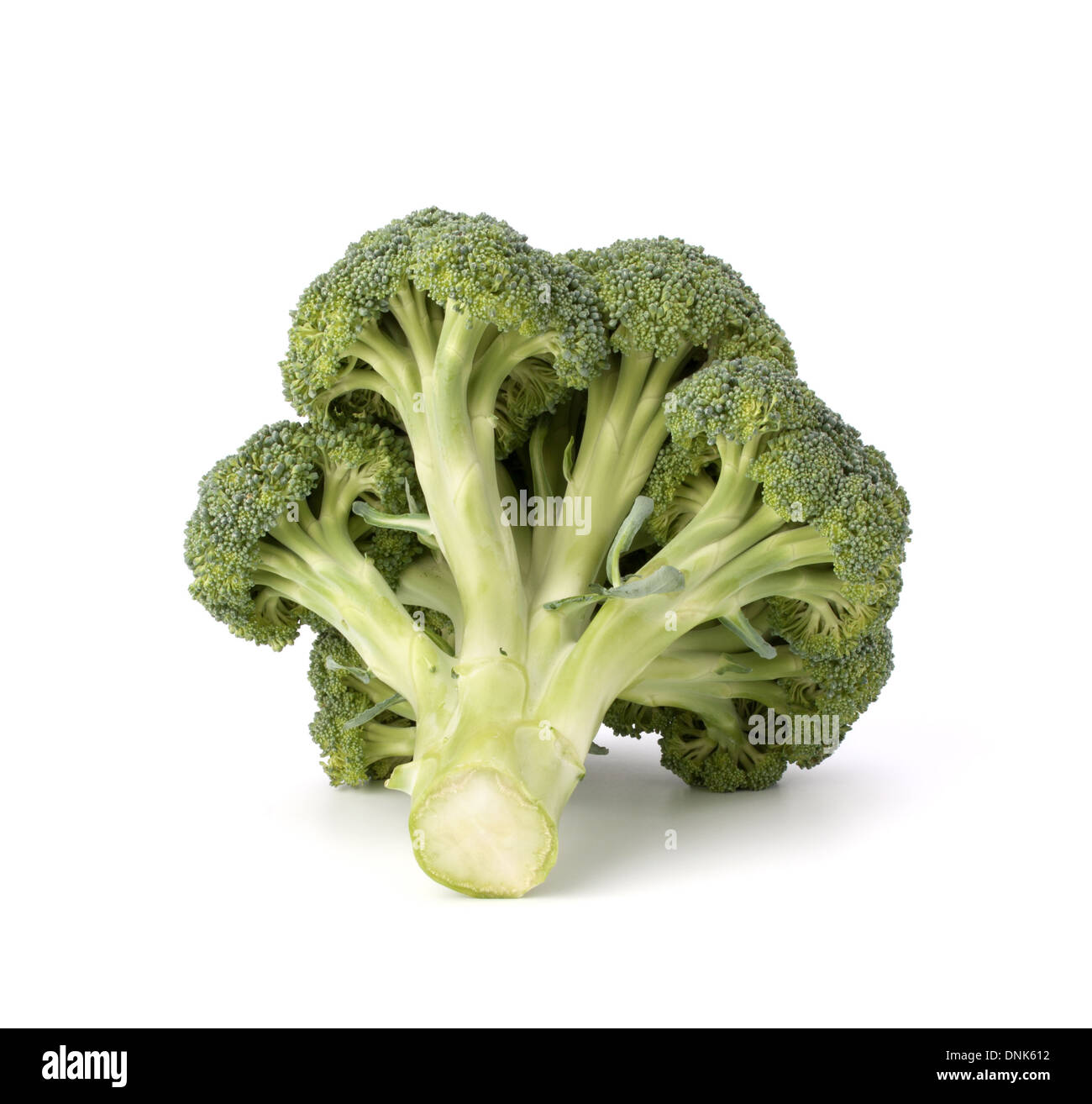 Broccoli vegetable isolated on white background Stock Photo - Alamy