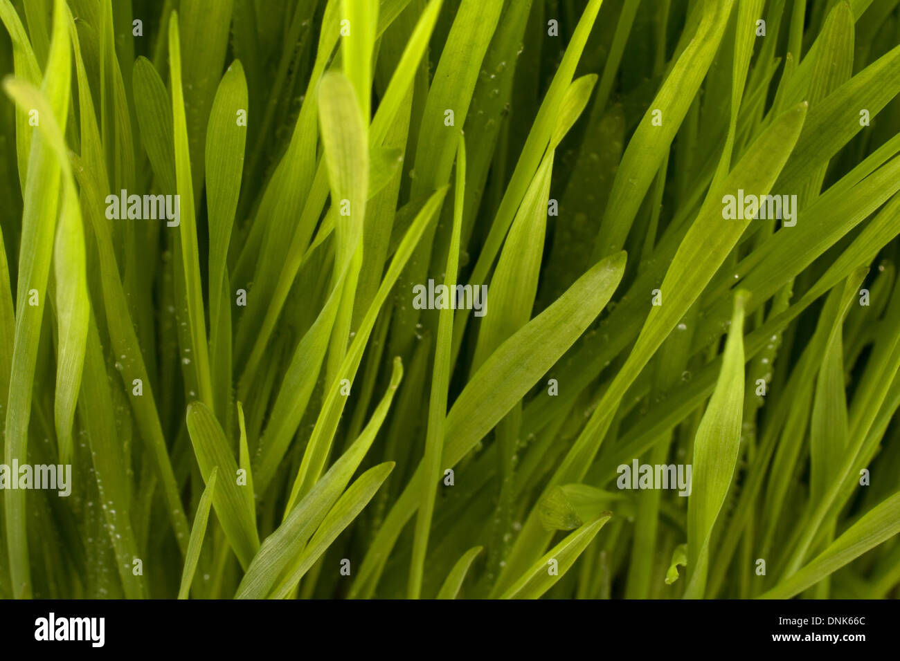 Beautiful grass with early dew background Stock Photo - Alamy