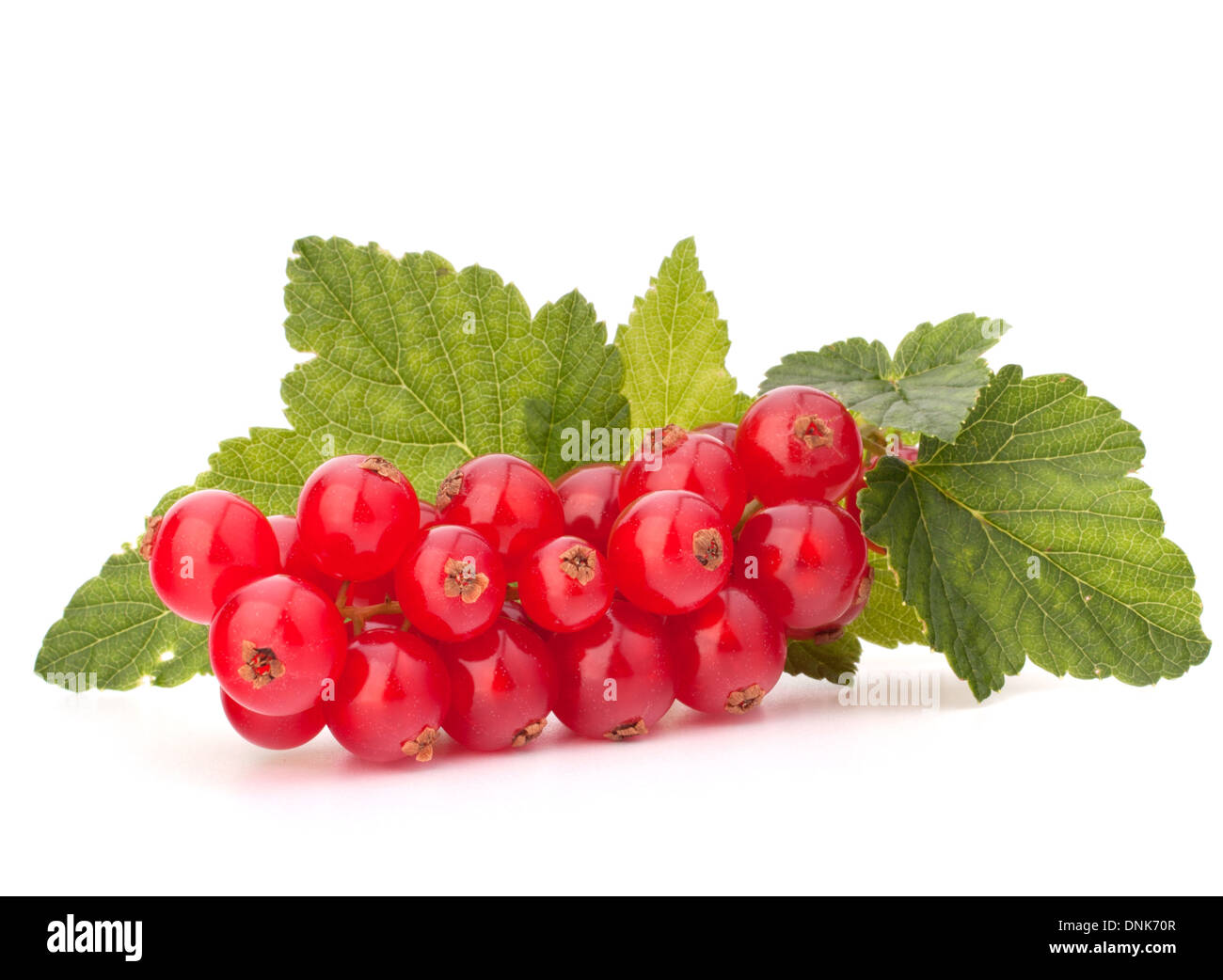 Red currants and green leaves still life isolated on white background ...
