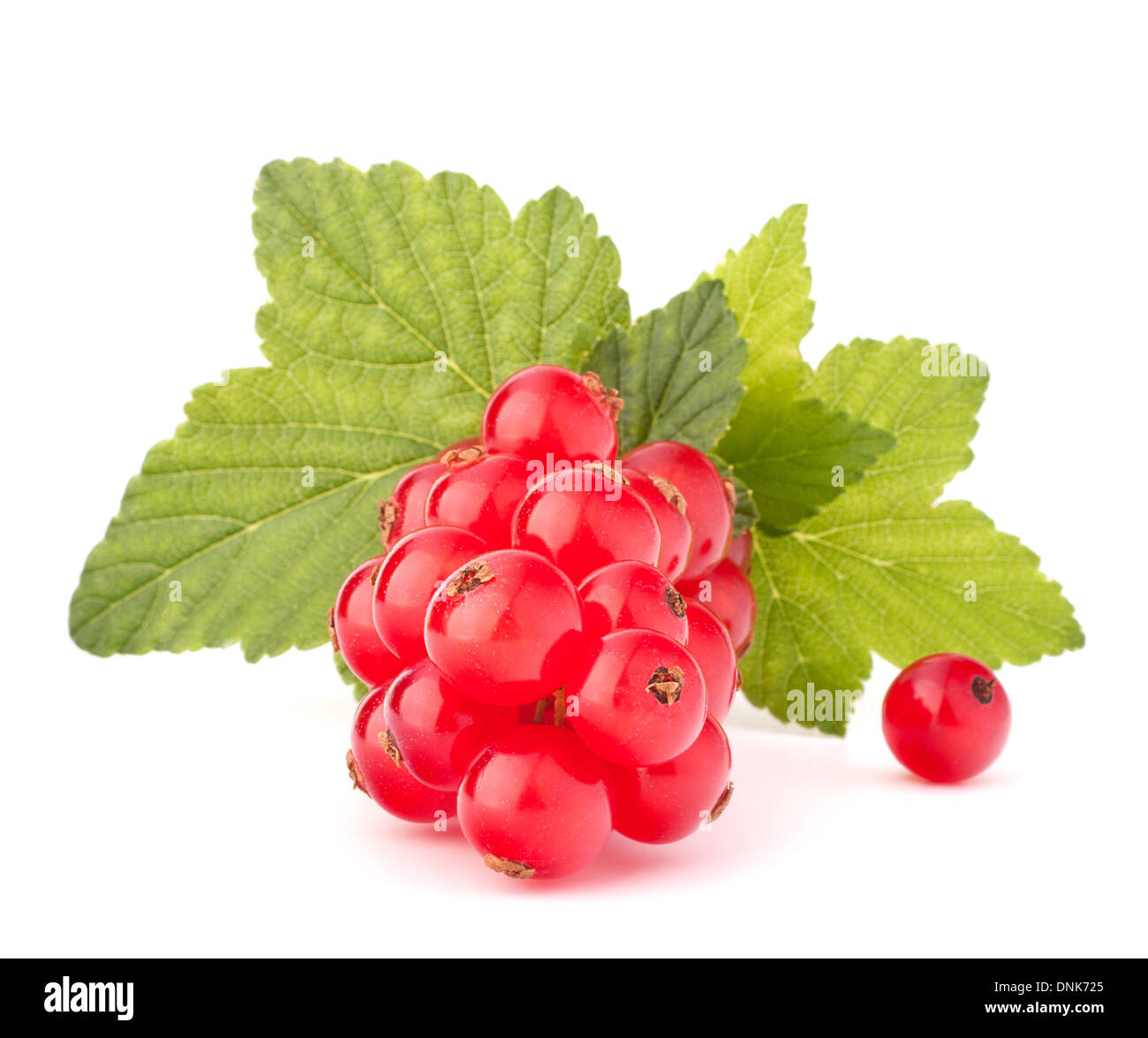 Red currants and green leaves still life isolated on white background ...