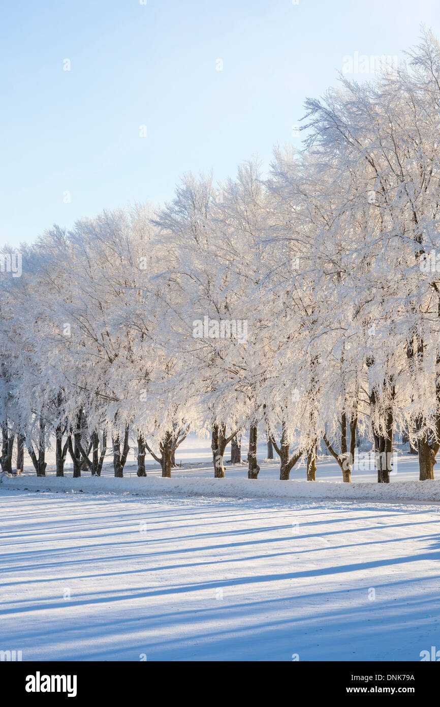 Winter country road with a treeline Stock Photo - Alamy