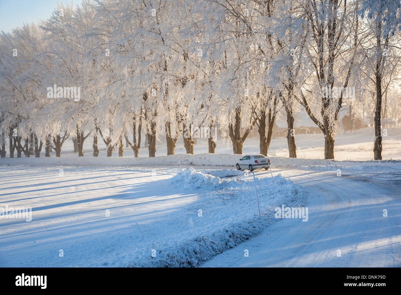 Winter countryroad with a treeline Stock Photo - Alamy