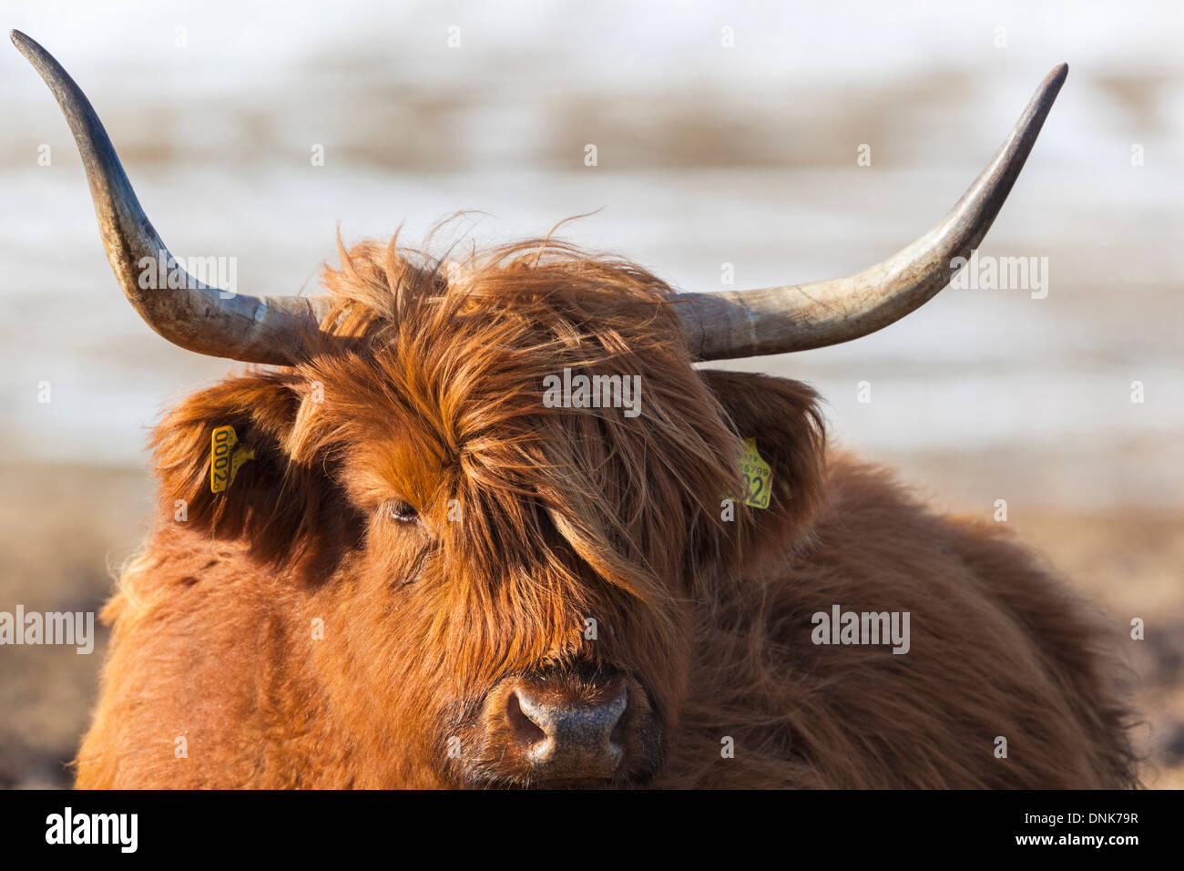 Long Hair Bull High Resolution Stock Photography and Images - Alamy