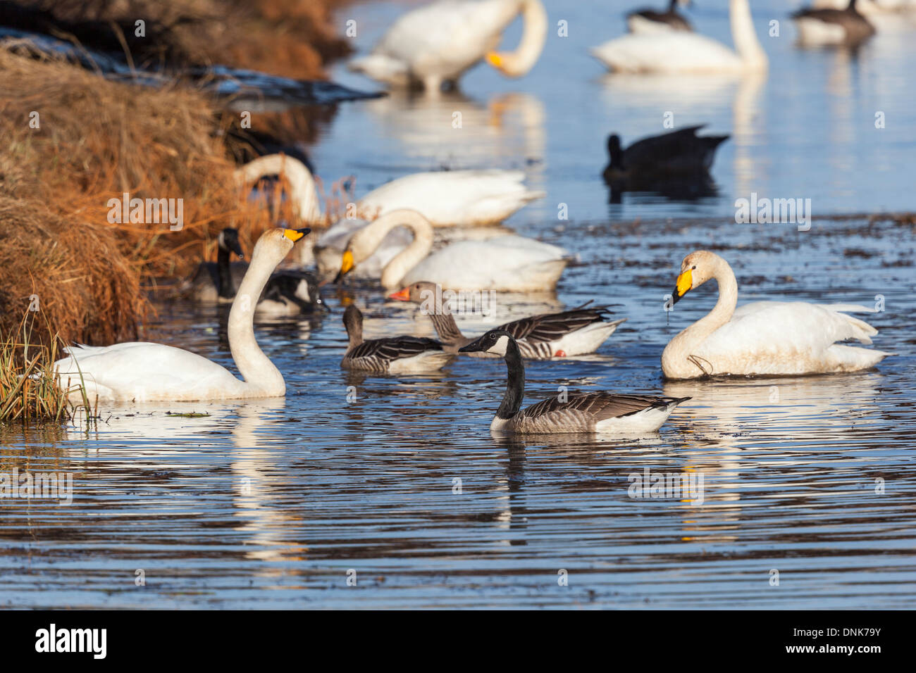 Canada Goose and Whooper Swan swimming in the river Stock Photo - Alamy