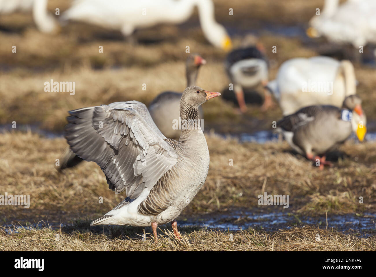 Goose Spreading Its Wings High Resolution Stock Photography and Images ...