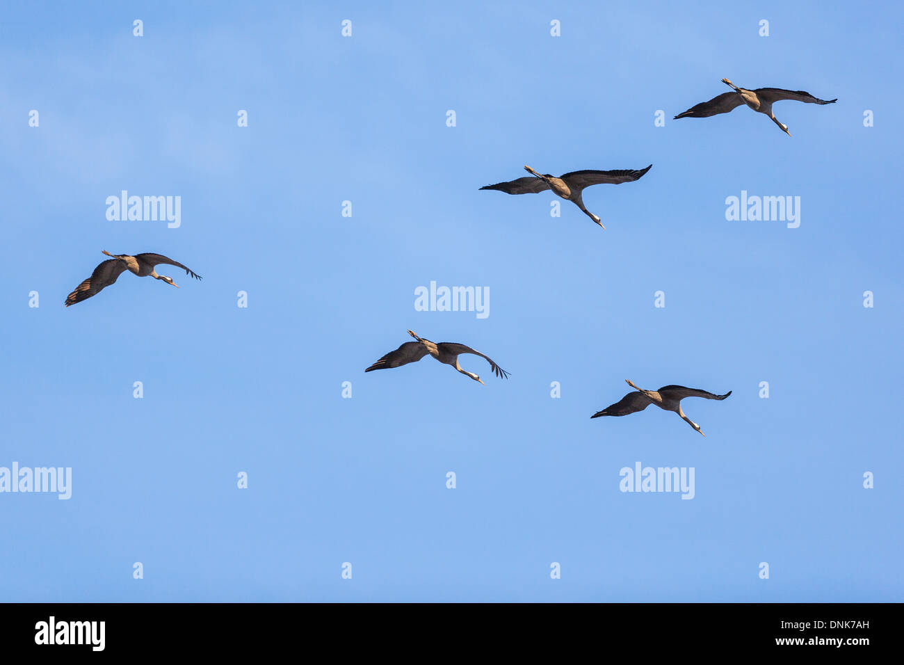 Common Crane Flying High Resolution Stock Photography and Images - Alamy
