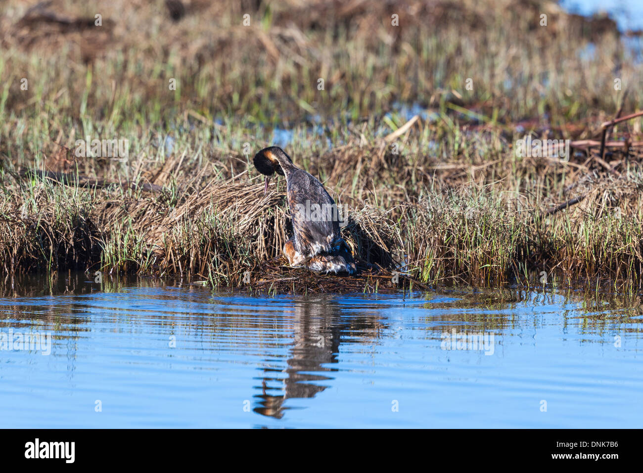 Great Crested Grebe pair in a mating ritual Stock Photo - Alamy