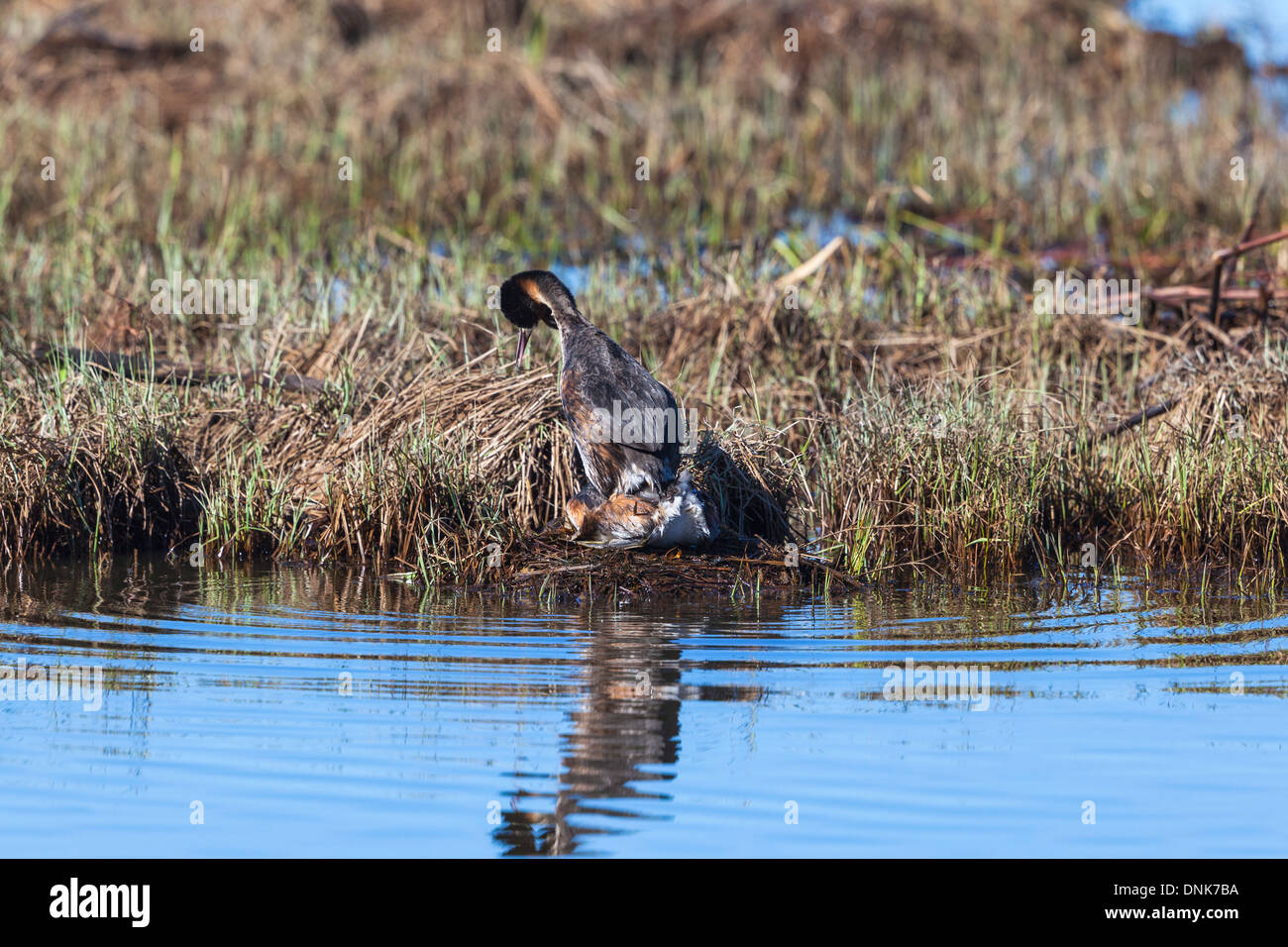Great Crested Grebe pair in a mating ritual Stock Photo - Alamy