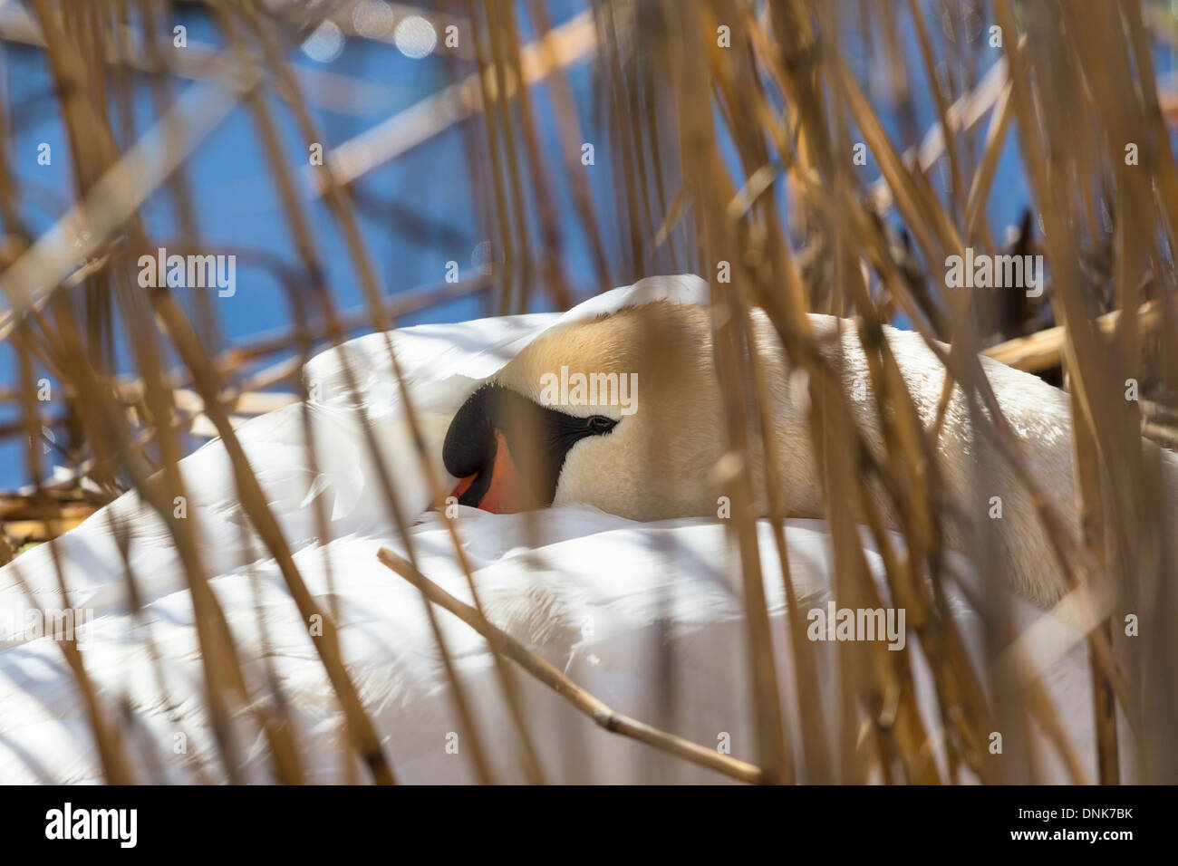 Sleeping mute swan cygnet hi-res stock photography and images - Alamy