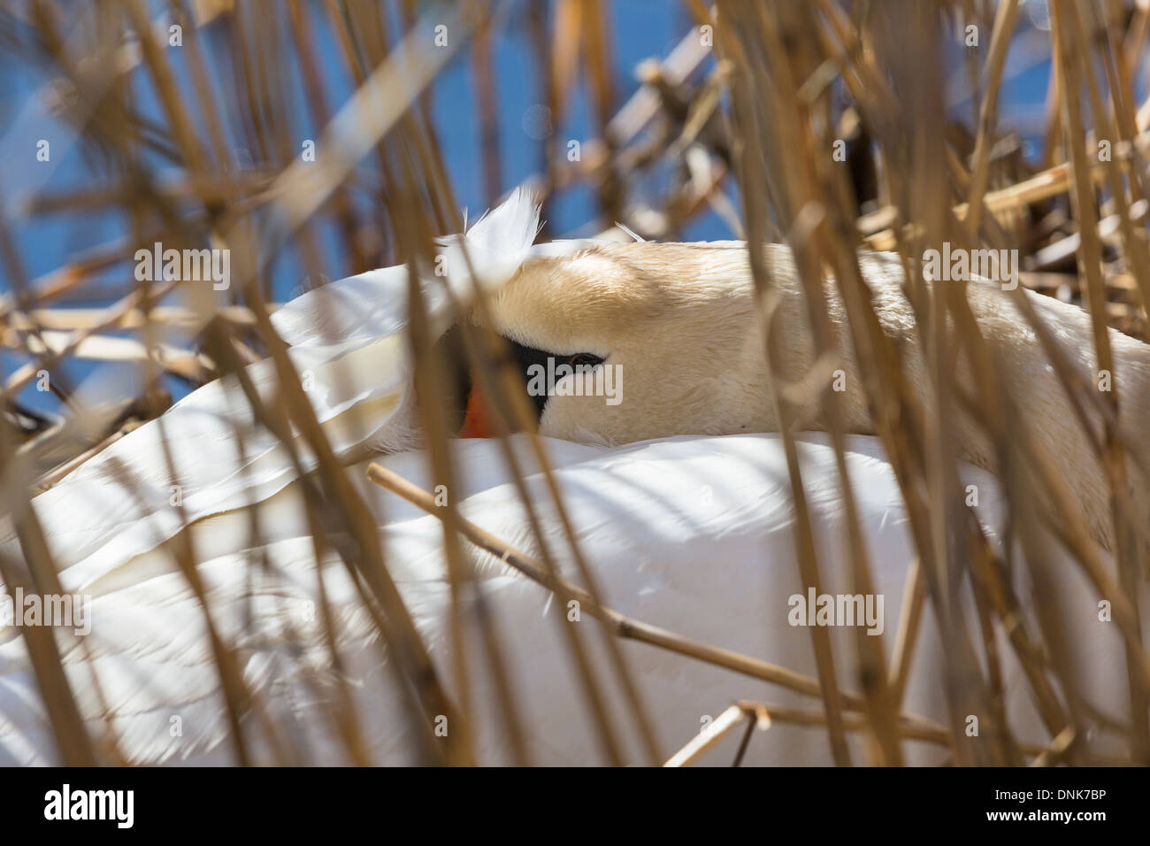 Mute Swan sleeping in his neast Stock Photo - Alamy