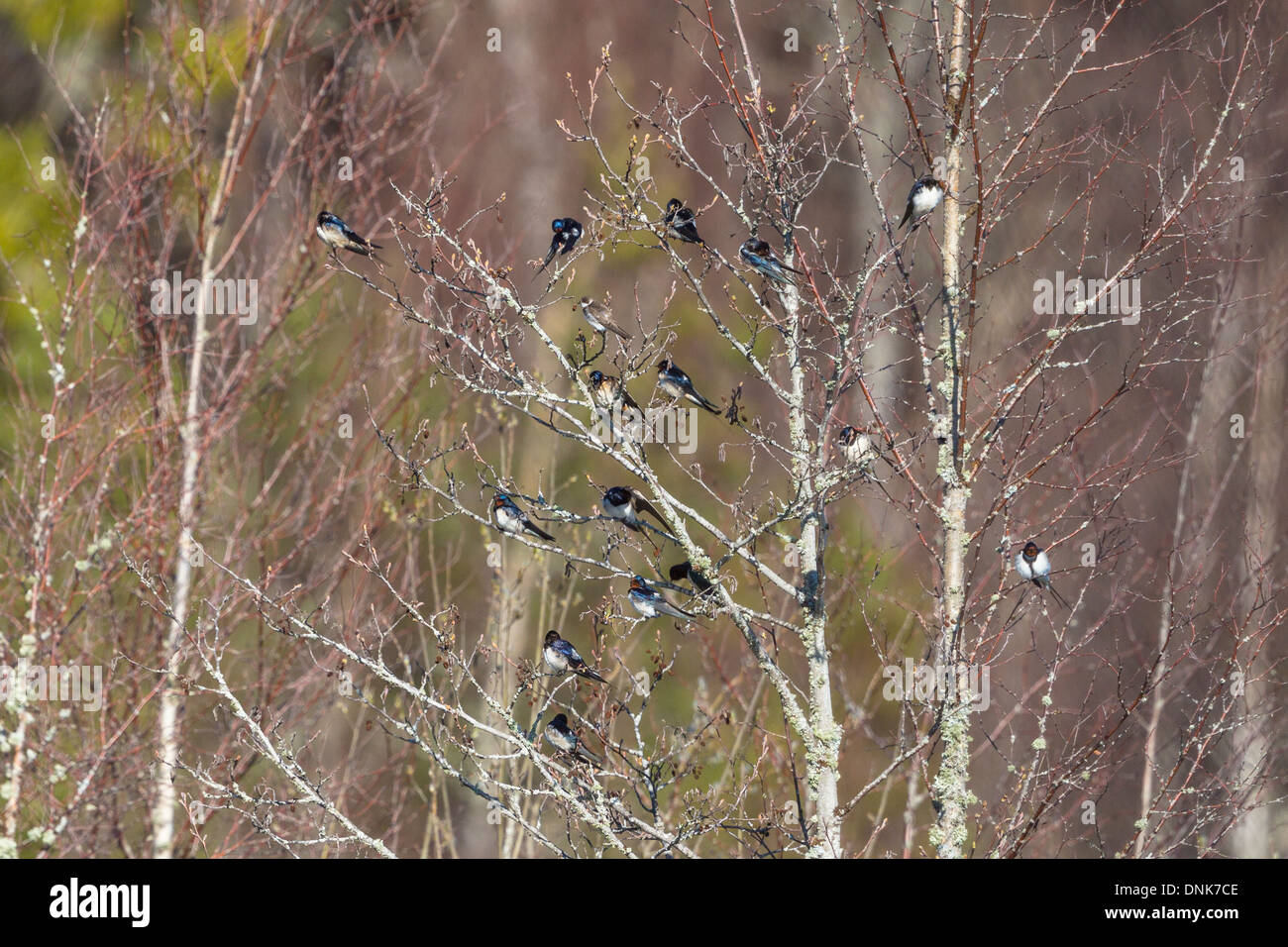Barn swallow flock hi-res stock photography and images - Alamy