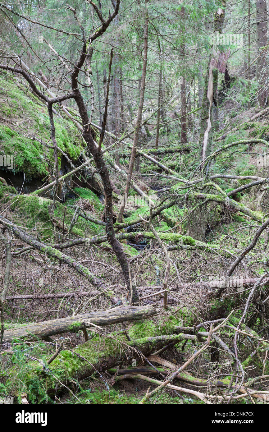 Primeval chaos hi-res stock photography and images - Alamy