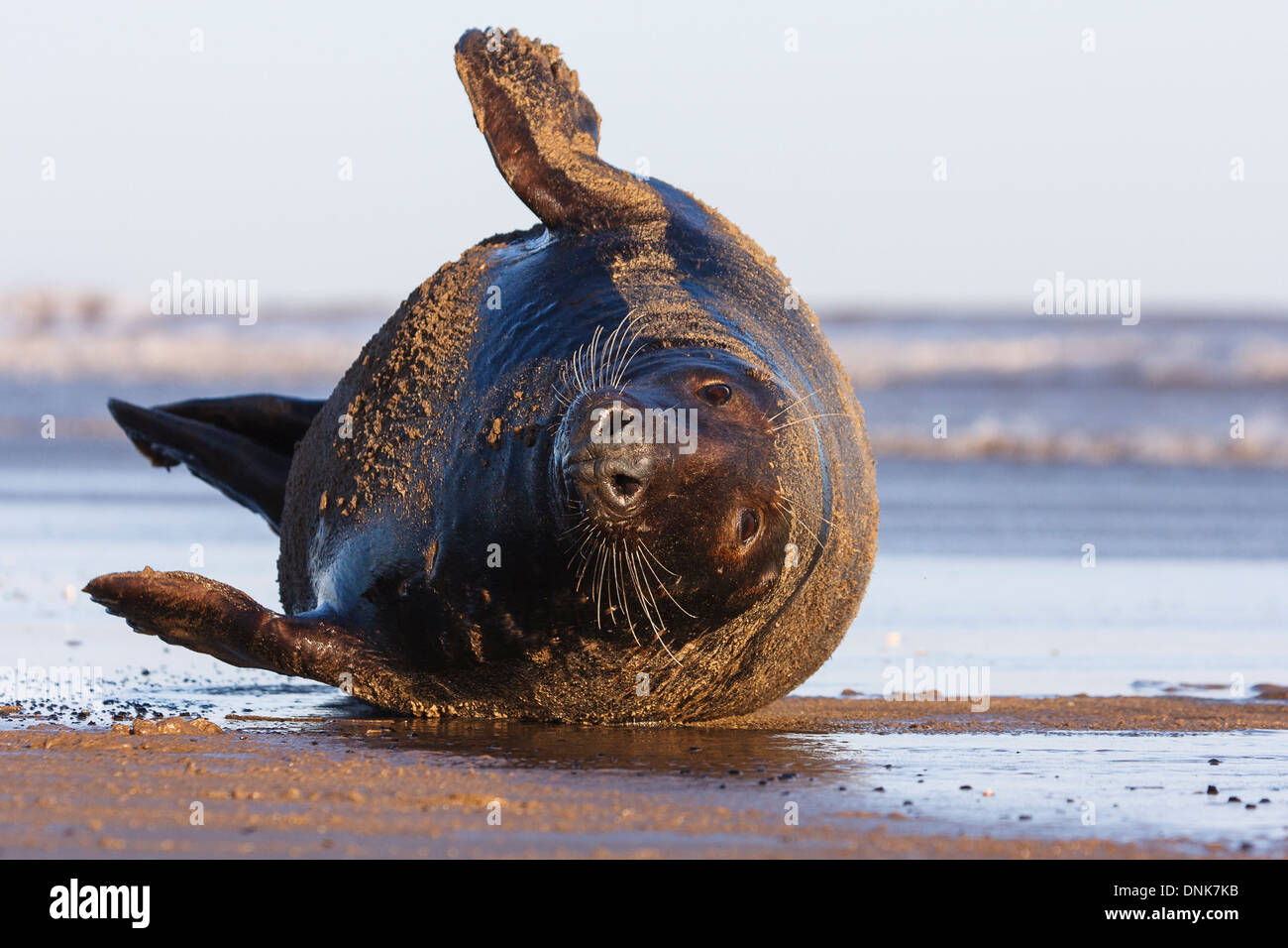 Your turn seal hi-res stock photography and images - Alamy
