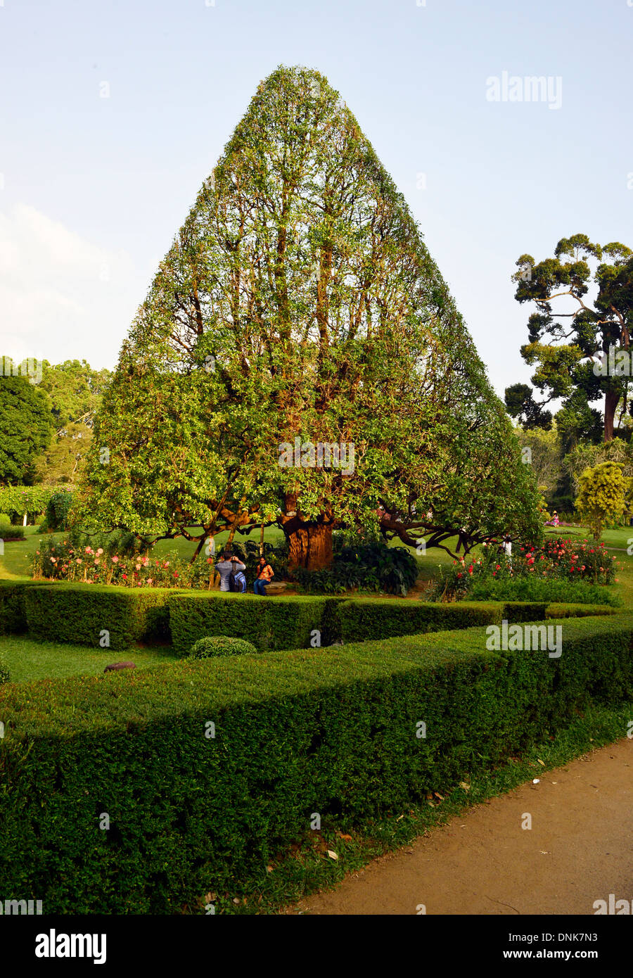 Royal Botanical Gardens in Kandy. Sri Lanka Stock Photo - Alamy