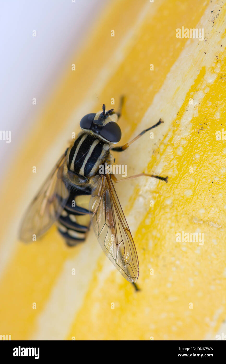 Helophilus pendulus, hoverfly on a courgette Stock Photo - Alamy