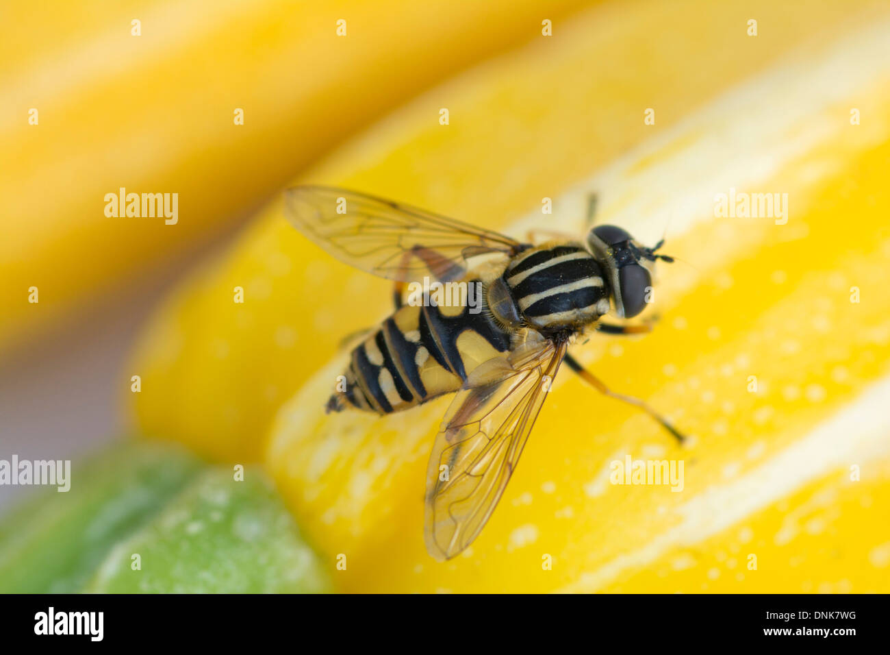 Helophilus pendulus, hoverfly on a courgette Stock Photo - Alamy