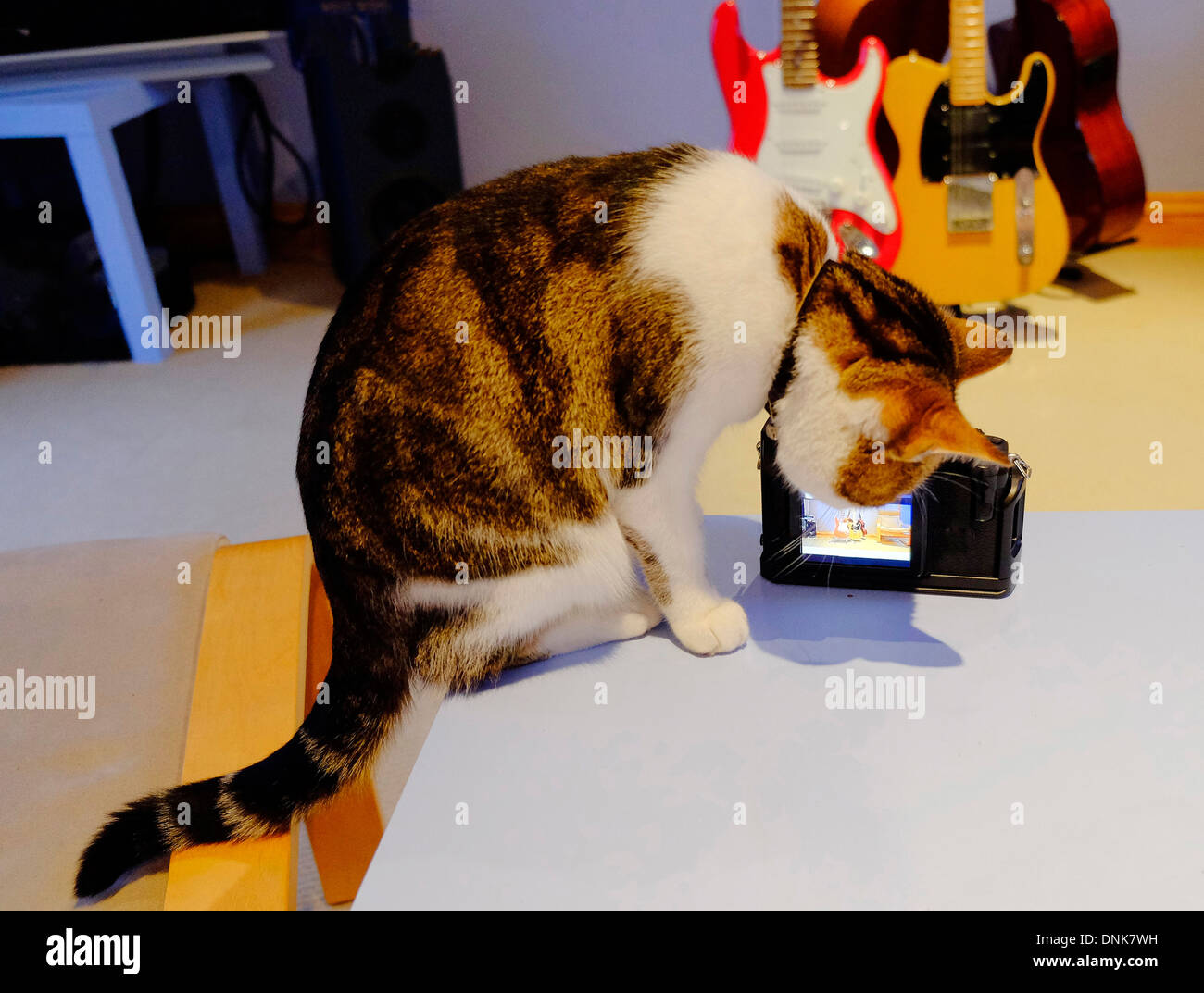 Cat camera funny picture hi-res stock photography and images - Alamy