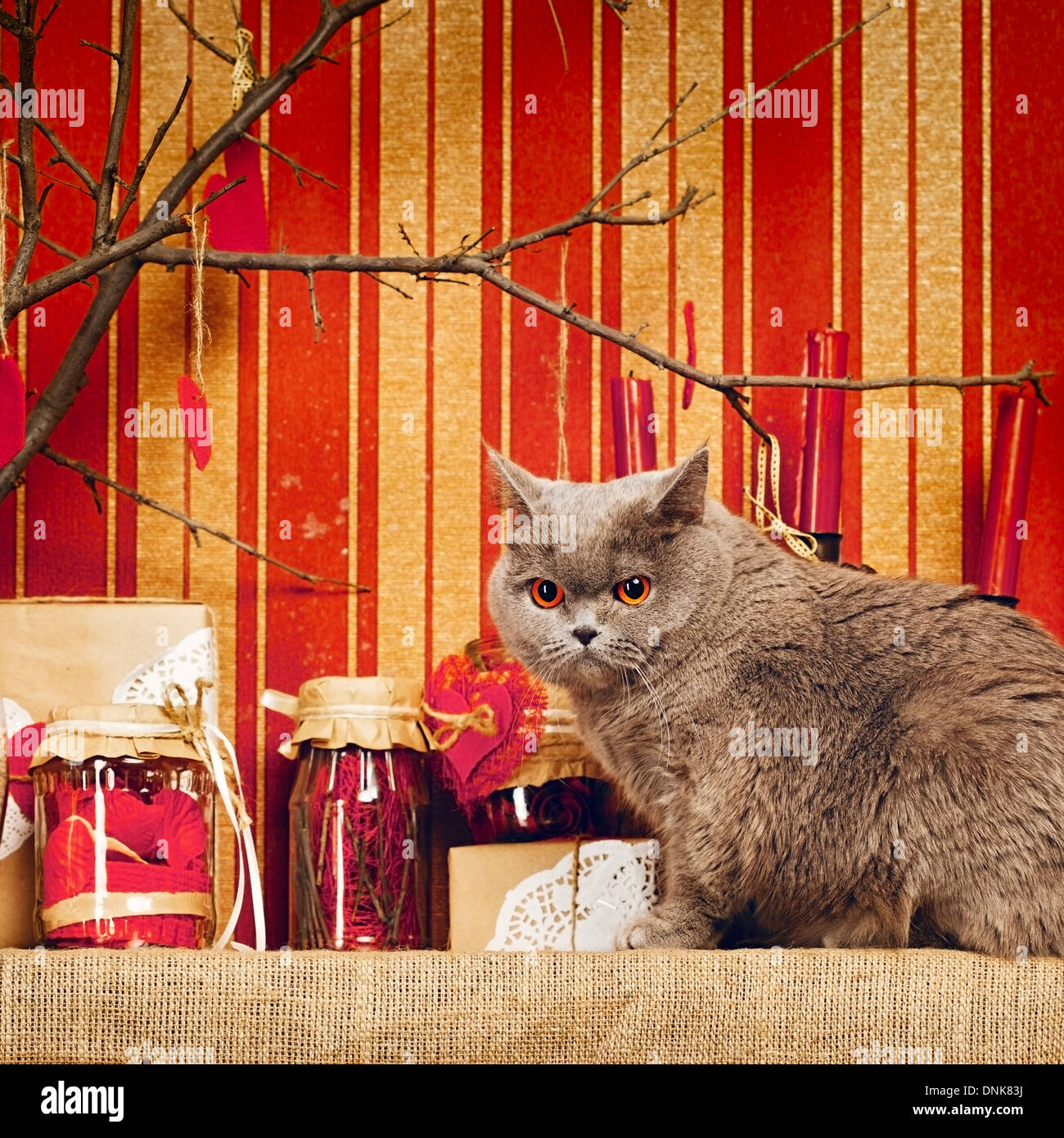 British shorthair brown hi-res stock photography and images - Alamy