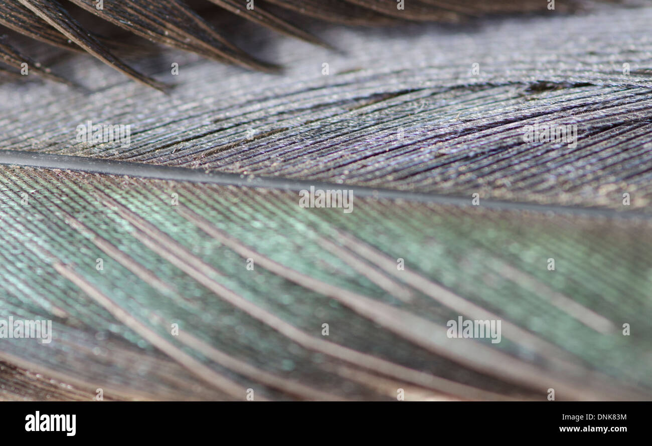 Magpie closeup hi-res stock photography and images - Alamy