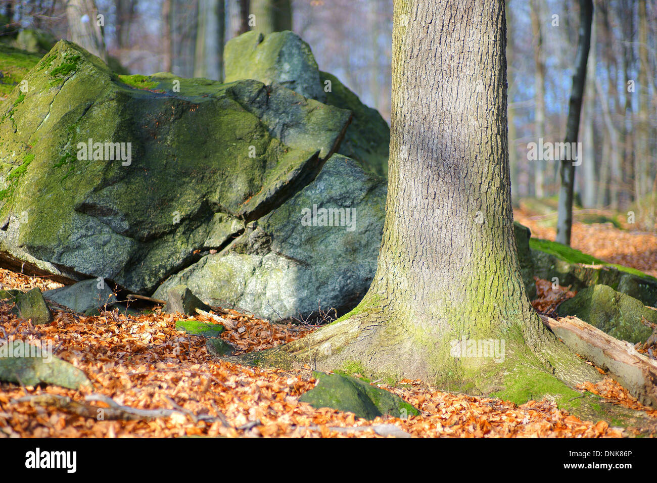 Lower trunk hi-res stock photography and images - Alamy