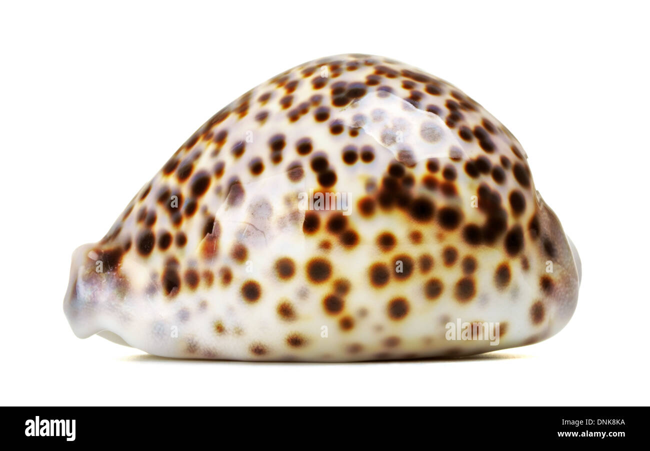 beautiful sea shell, isolated on white background Stock Photo - Alamy