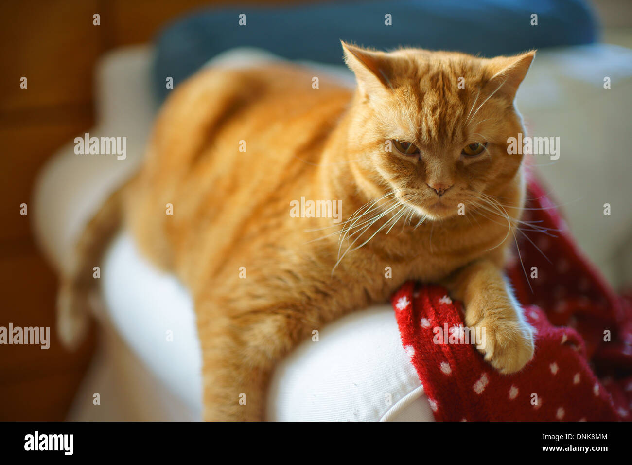 British shorthair ginger tomcat cat Stock Photo - Alamy