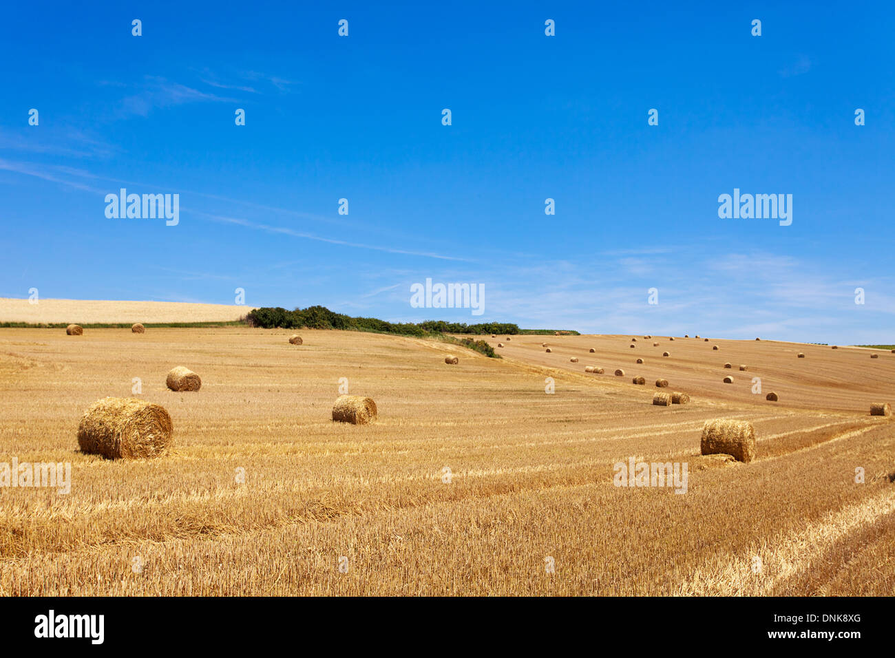 Hay corn hi-res stock photography and images - Alamy