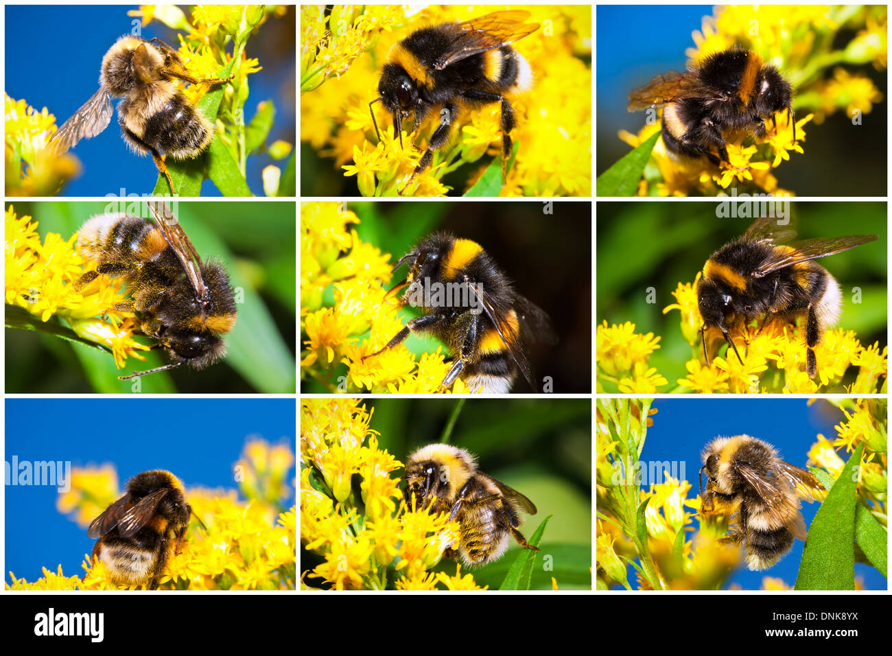 Bumblebee hair hi-res stock photography and images - Alamy