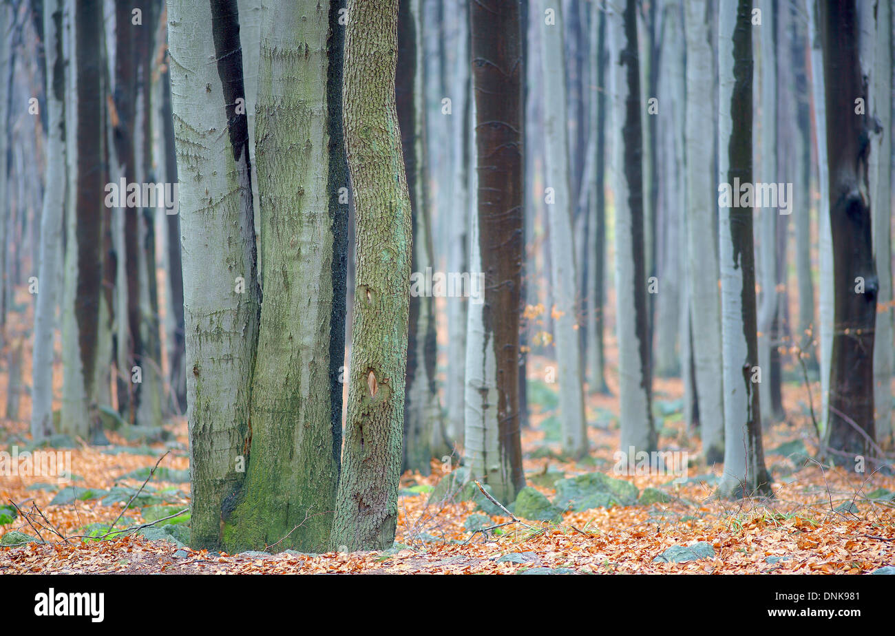 Beech tree trunks hi-res stock photography and images - Alamy