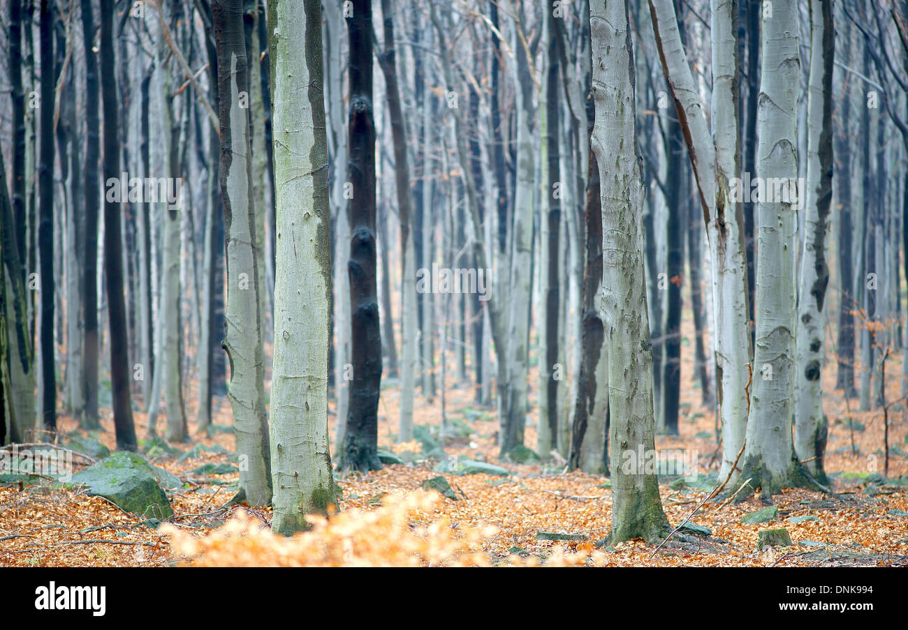 Beech tree trees trunks forest in autumn Fagus sylvatica Stock Photo ...