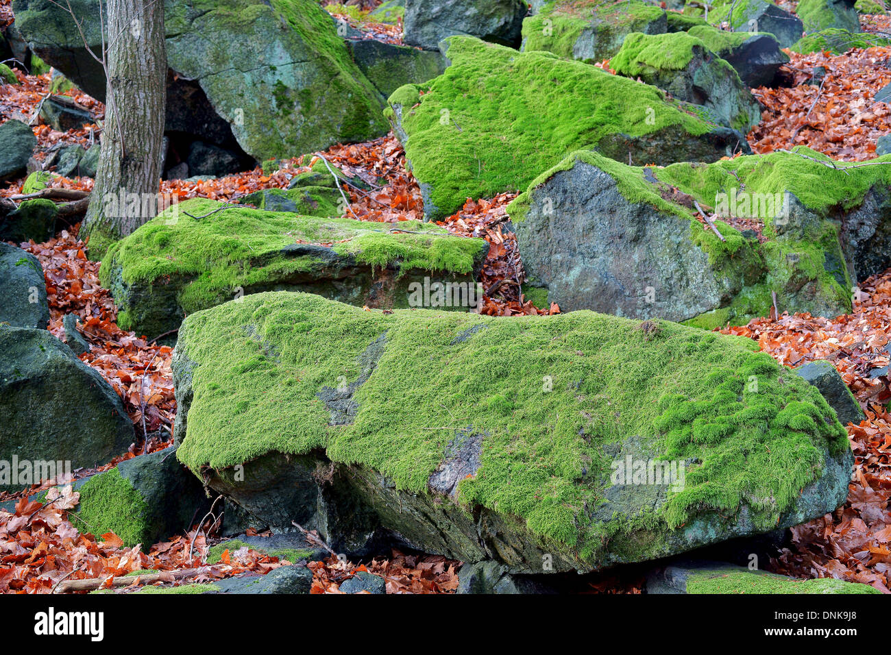 Boulders boulder covered with green moss in the forest Stock Photo - Alamy