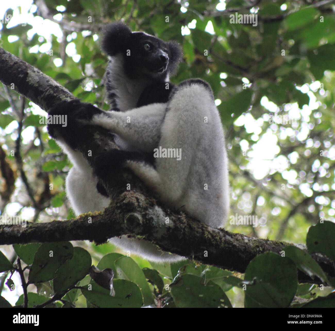 Lemar hi-res stock photography and images - Alamy