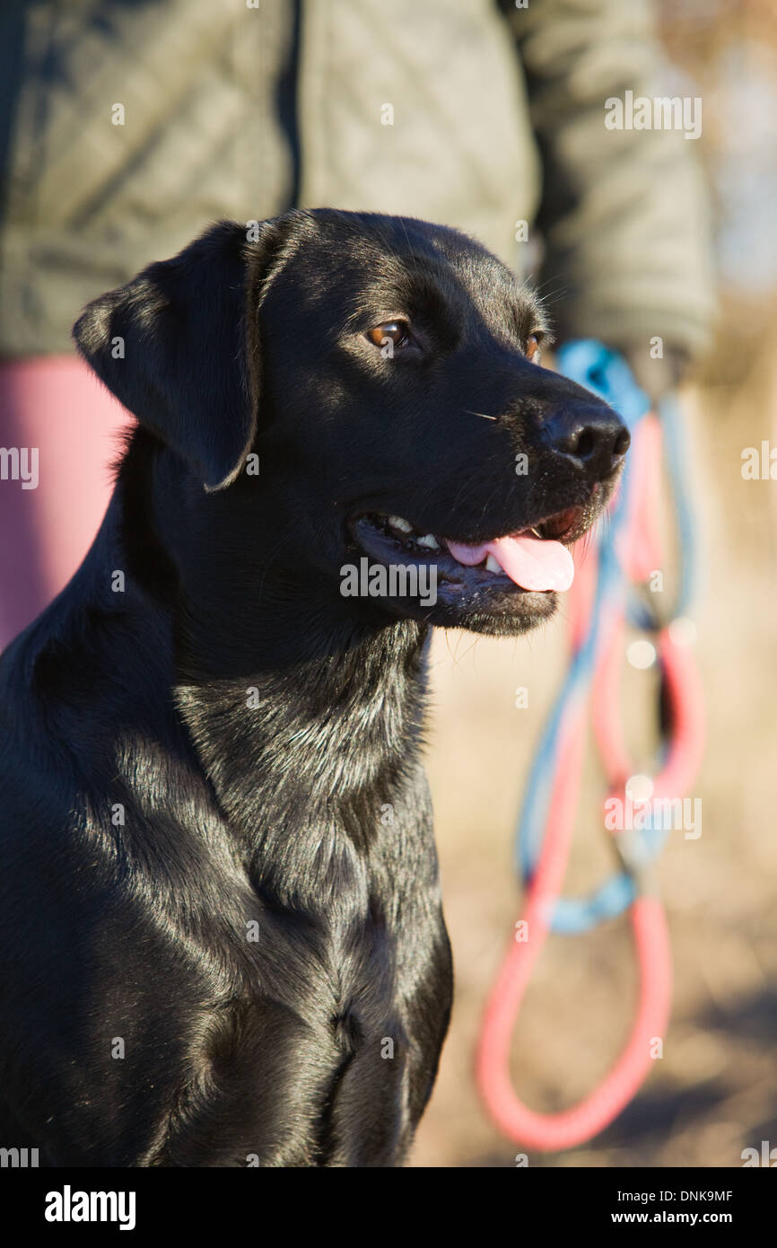A Black Labrador Retriever with its owner on a pheasant shoot in ...