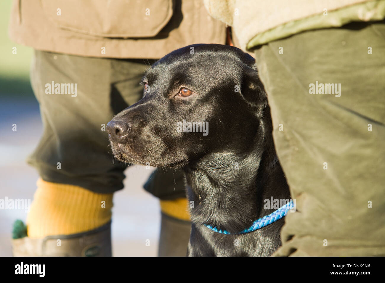 A Black Labrador Retriever among the guns on a pheasant shoot in ...