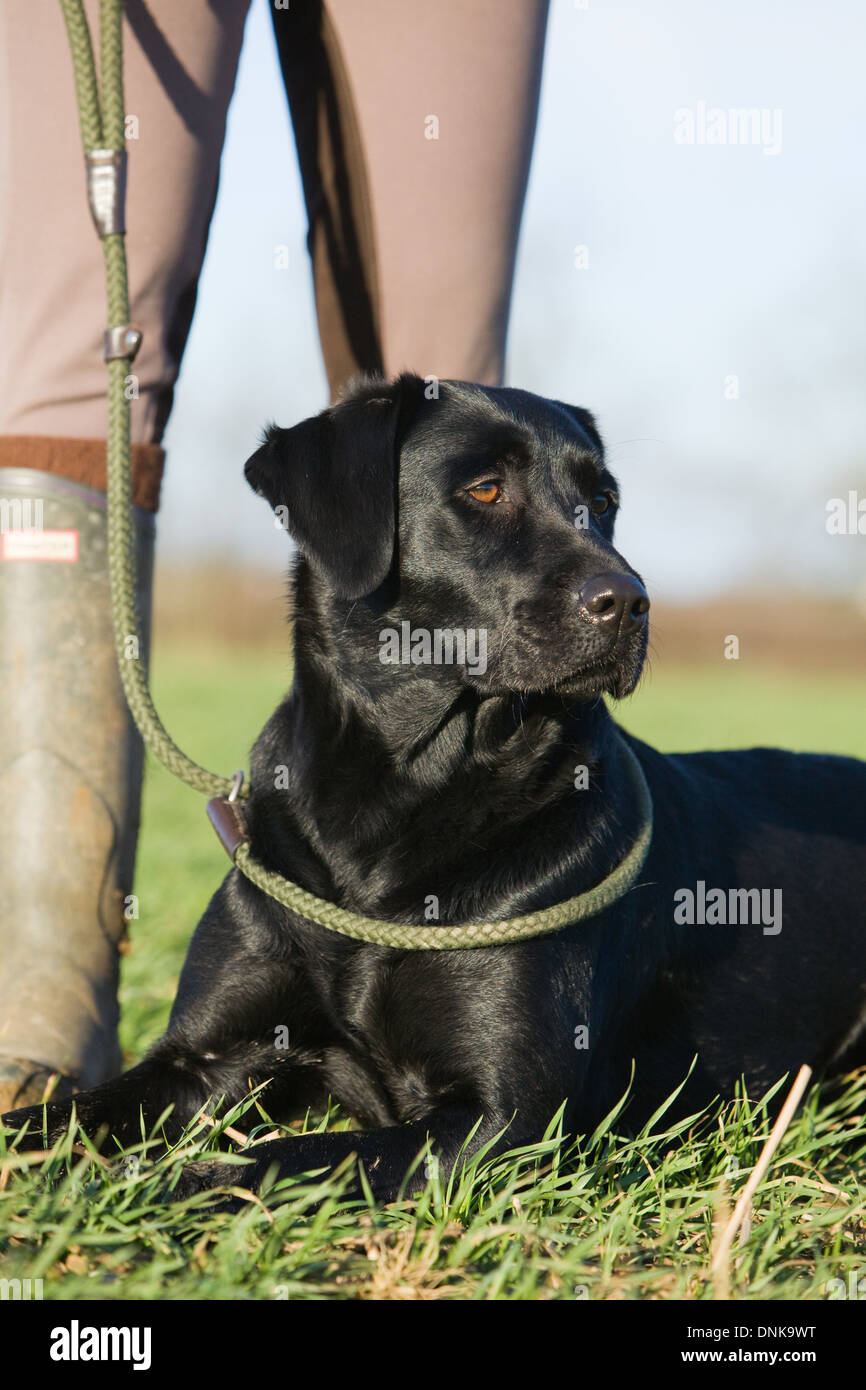 A Black Labrador Retriever with its owner on a pheasant shoot in ...
