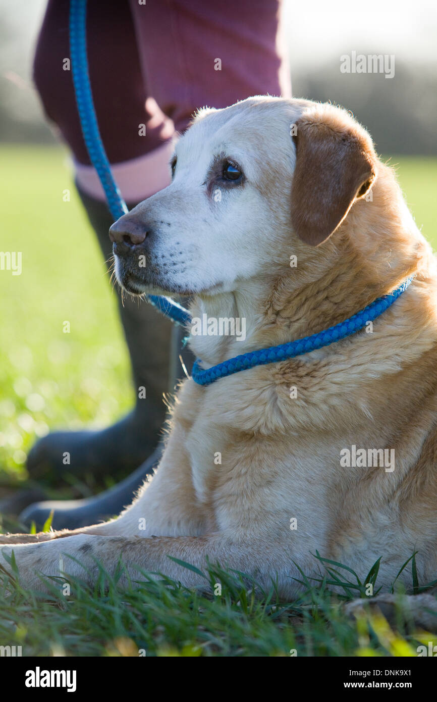 A Yellow Labrador Retriever with its owner on a pheasant shoot in ...