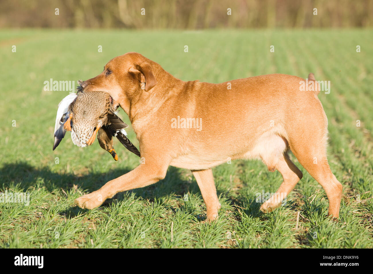 Labrador retriever with duck hi-res stock photography and images - Alamy