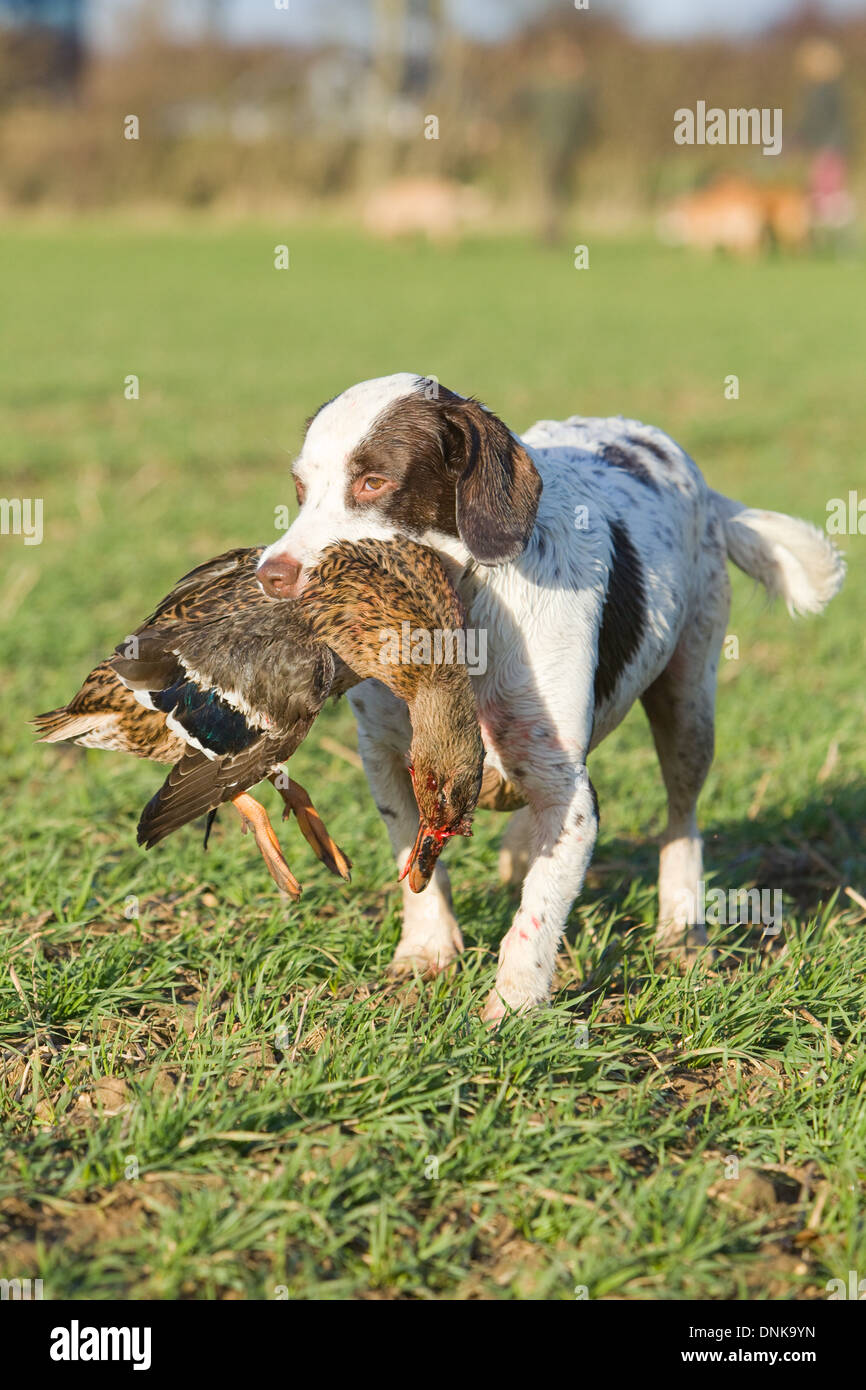 English Springer Spaniel Duck Hunting