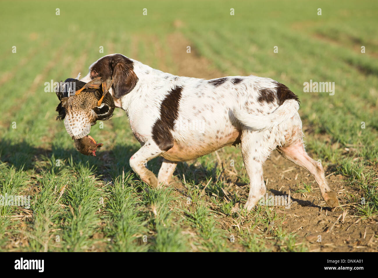 English Springer Spaniel Duck Hunting