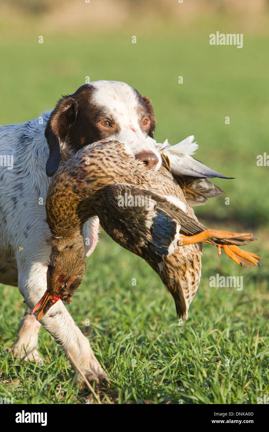 English white duck hi-res stock photography and images - Alamy