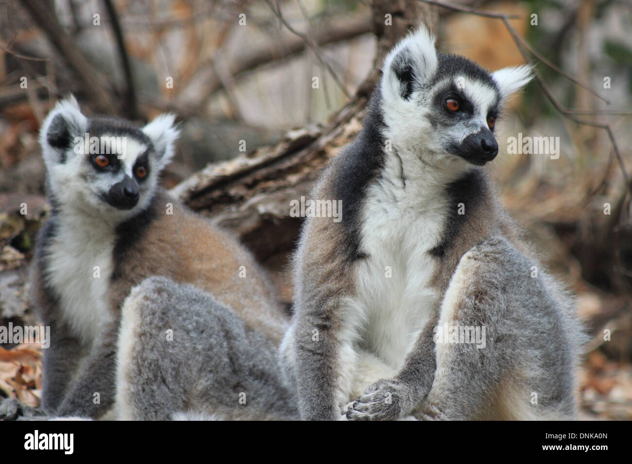 Lemurs madagascar hi-res stock photography and images - Alamy