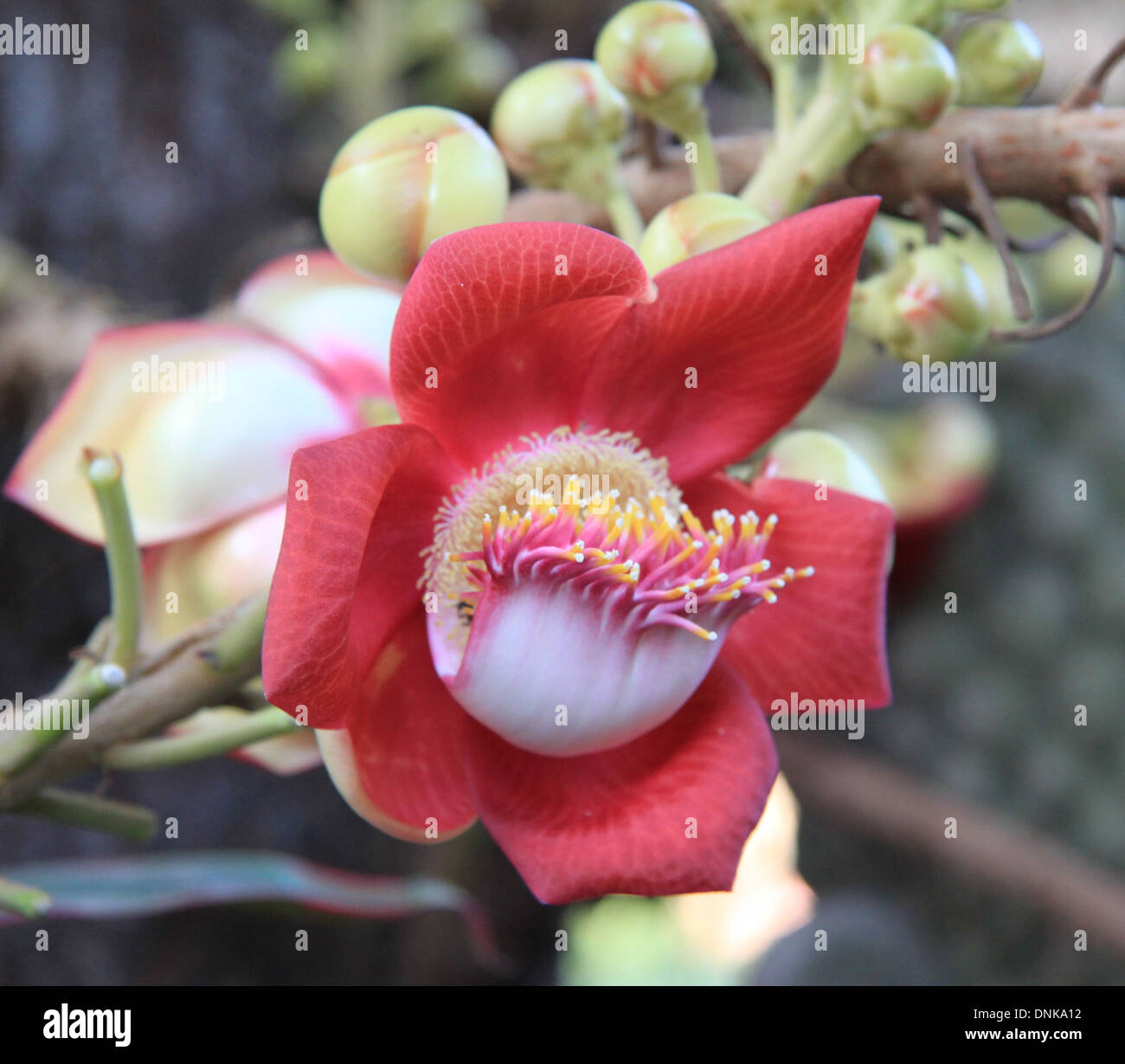 Pagoda flower hi-res stock photography and images - Alamy