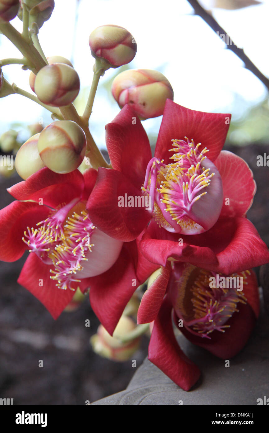 Pagoda flower hi-res stock photography and images - Alamy