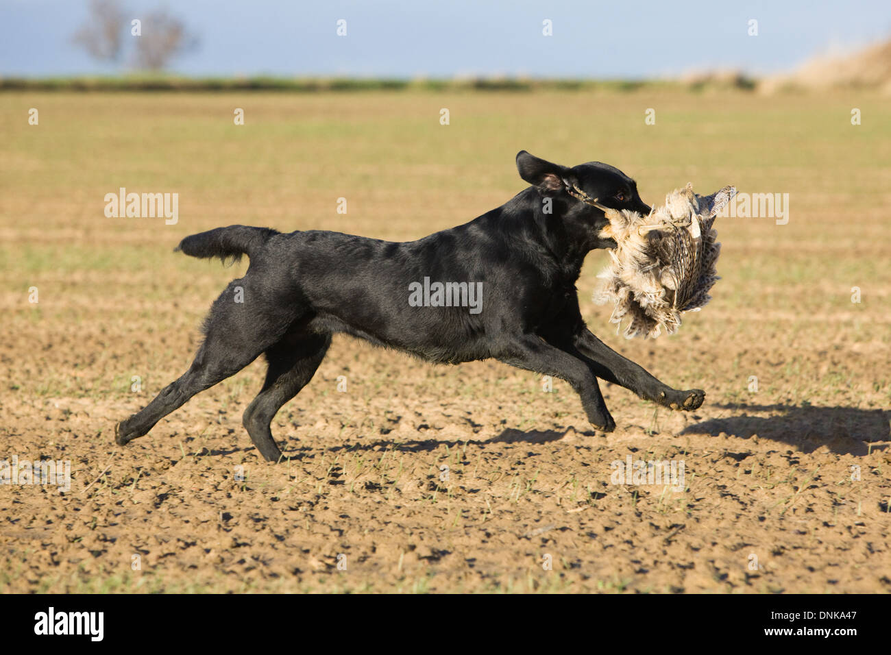 A Black Labrador Retriever retrieving a pheasant on a shoot in England ...