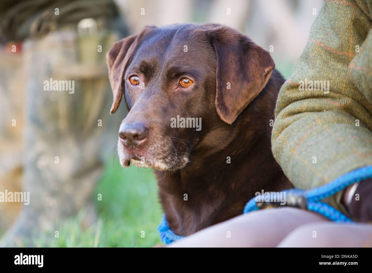A Chocolate Labrador Retriever on a pheasant shoot in England Stock ...