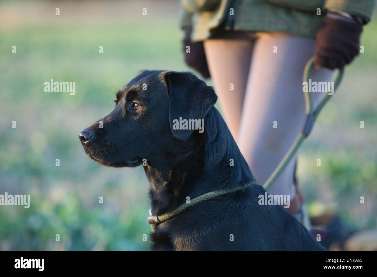 A Black Labrador Retriever with its owner on a pheasant shoot in ...
