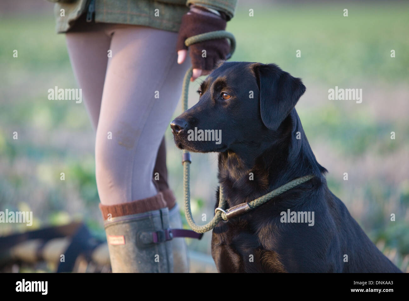 A Black Labrador Retriever with its owner on a pheasant shoot in ...