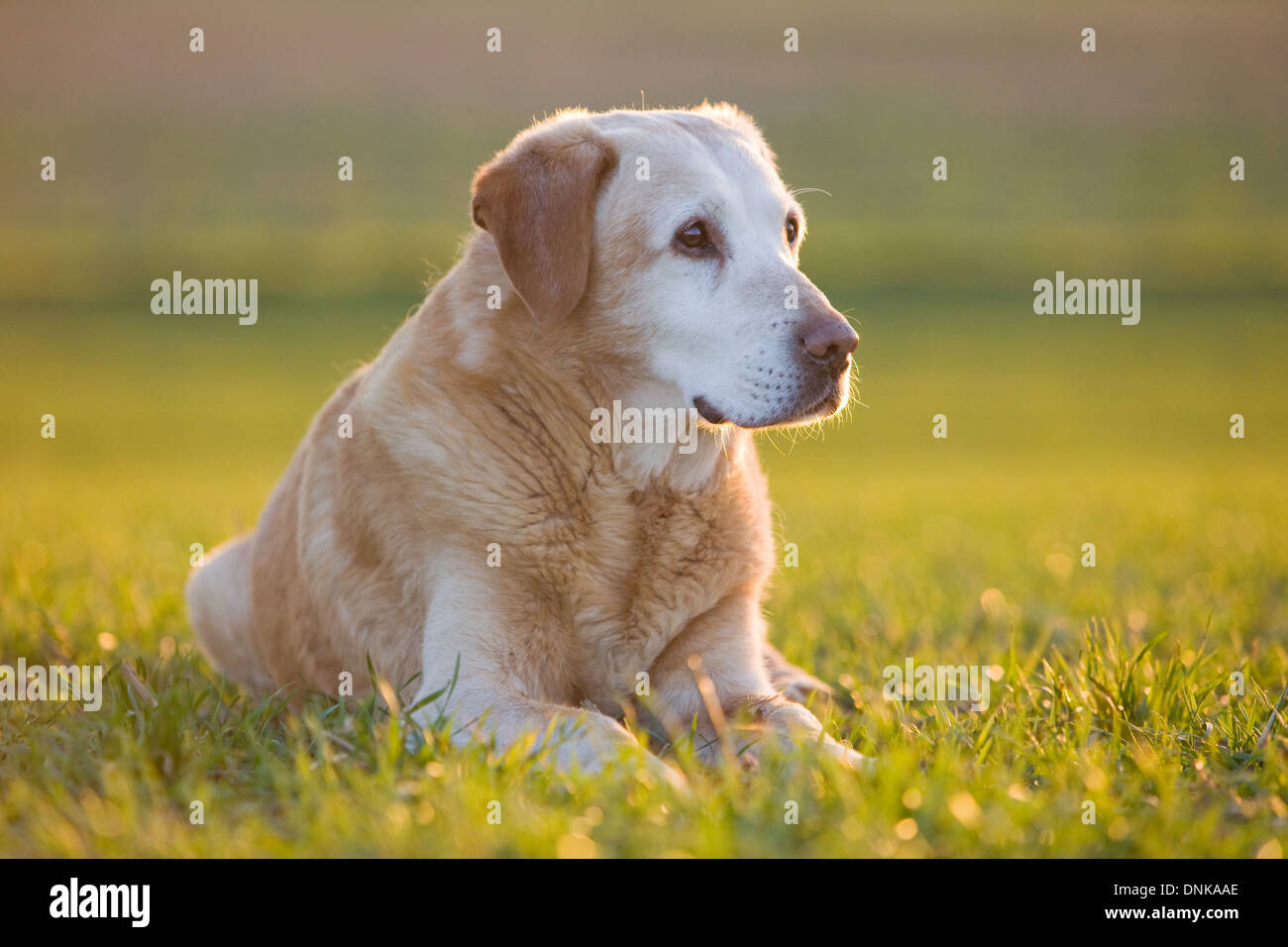 An old Yellow Labrador Retriever laying down in a field on a pheasant ...