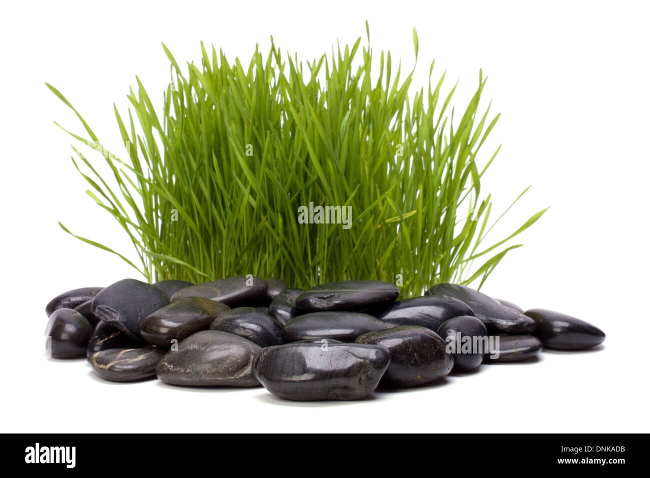 grass and stones isolated on white background Stock Photo - Alamy